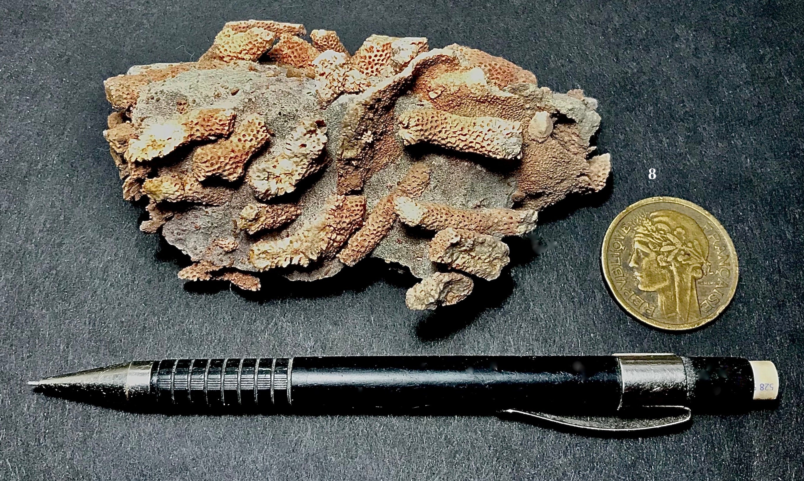 fossils – Geological Specimen Supply