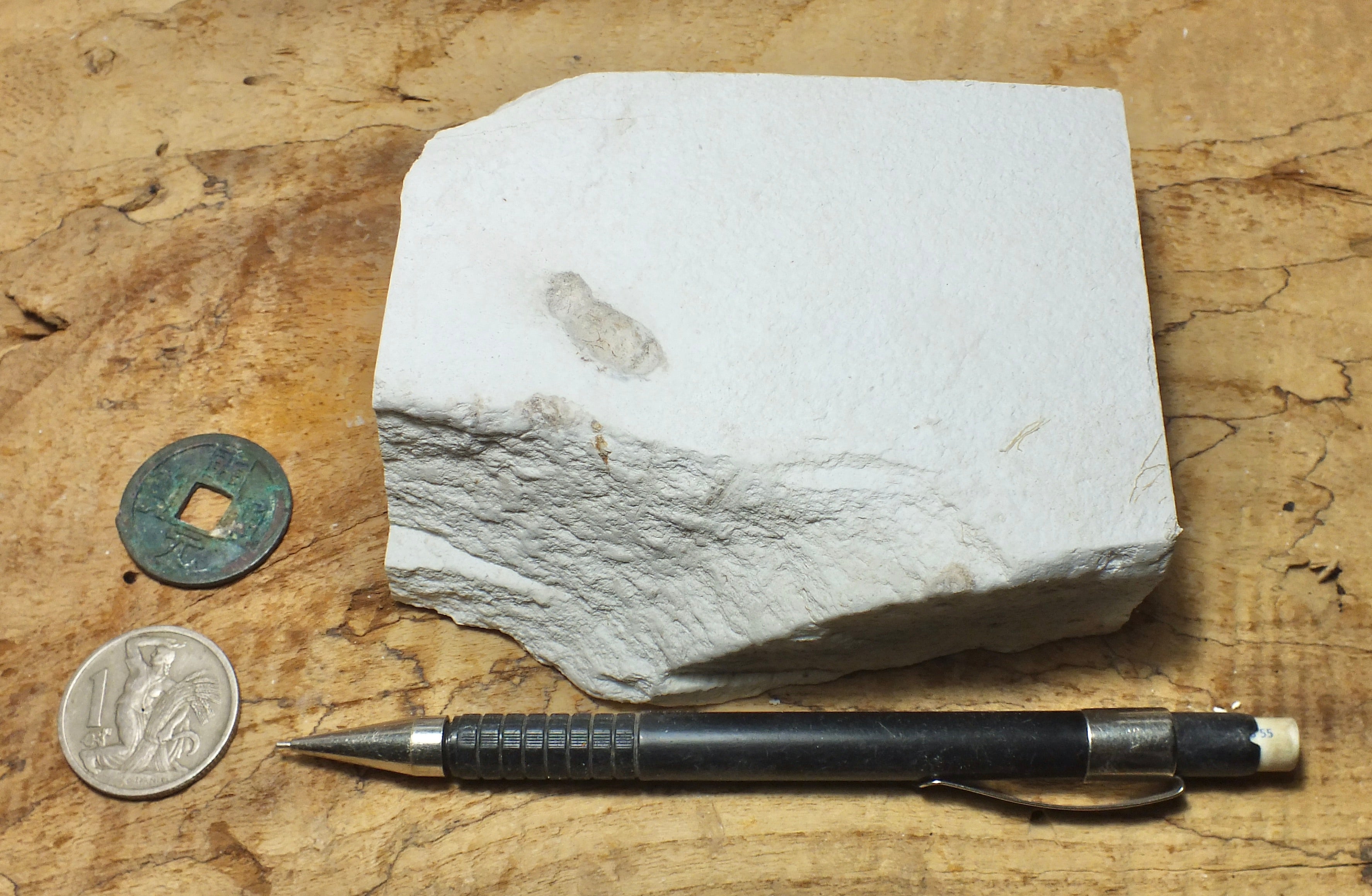fossils – Geological Specimen Supply