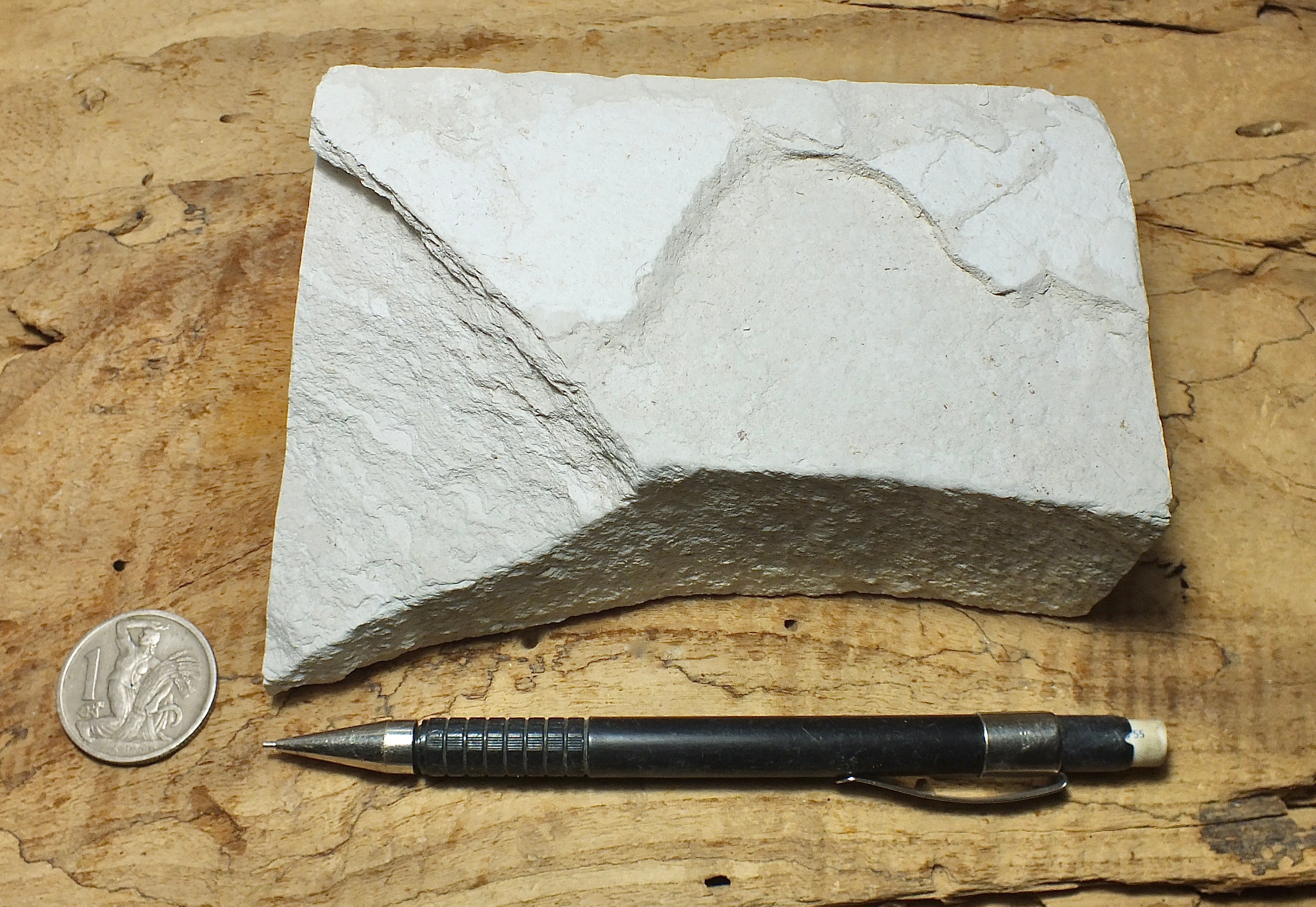 fossils – Geological Specimen Supply