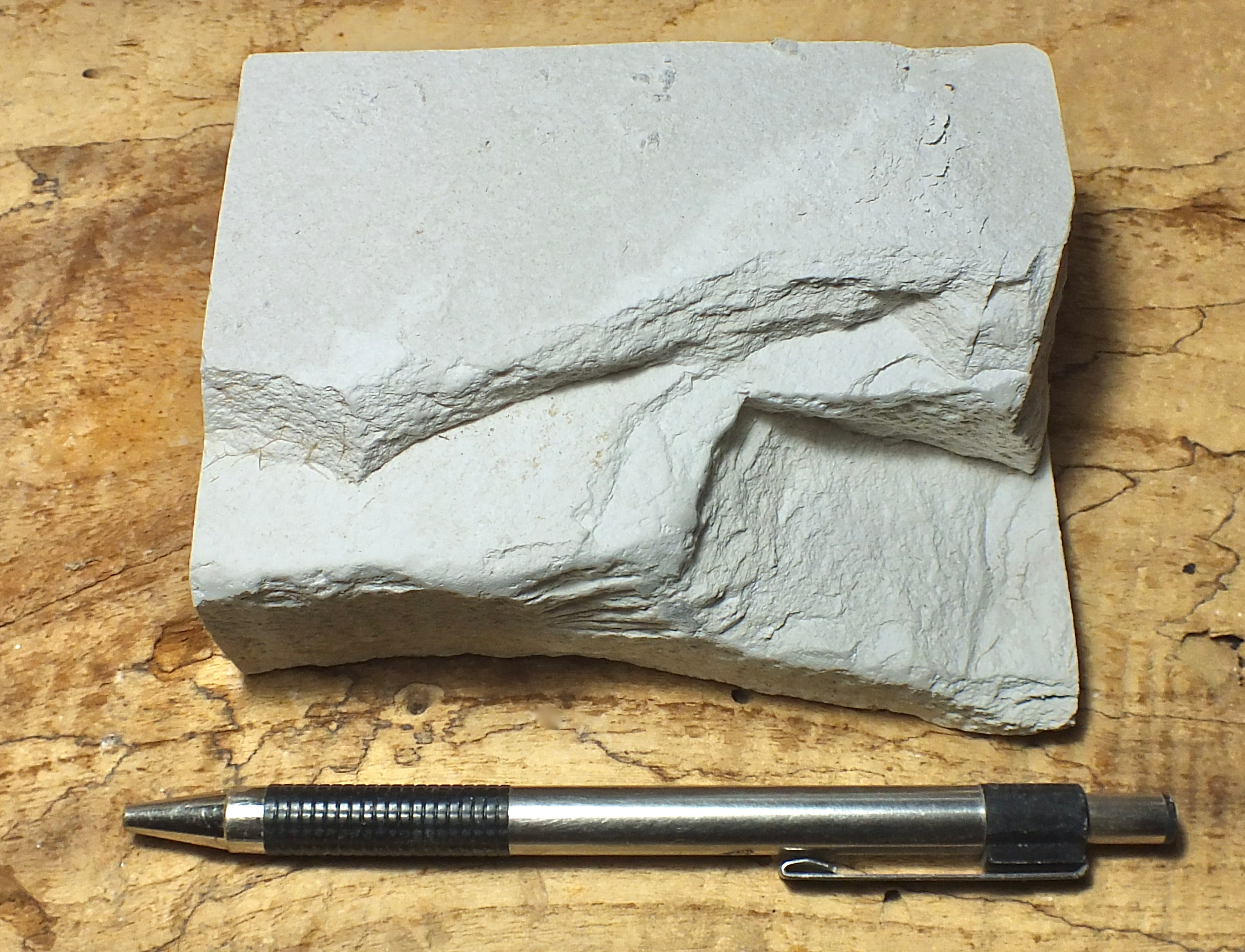 fossils – Geological Specimen Supply