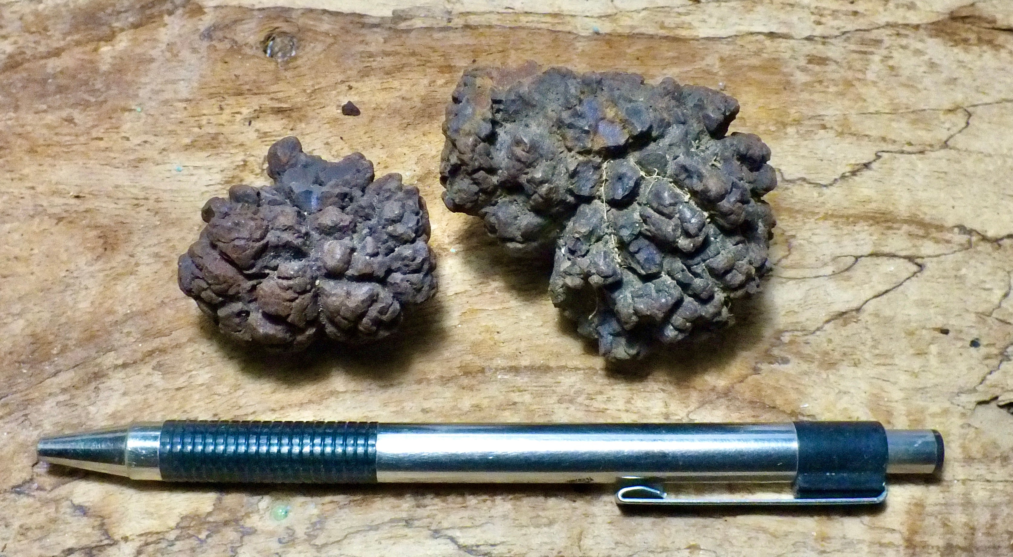 sedimentary rocks – Geological Specimen Supply