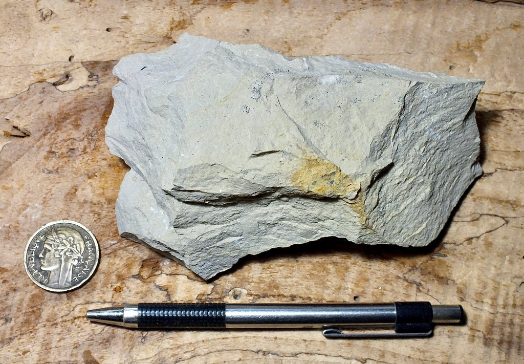 limestone - tan silty limestone from the Jurassic Carmel Fm. - hand/di ...