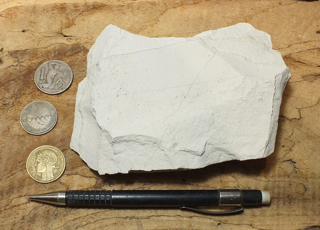 magnesite - hand specimen of light tan porous magnesite - Windous magn ...