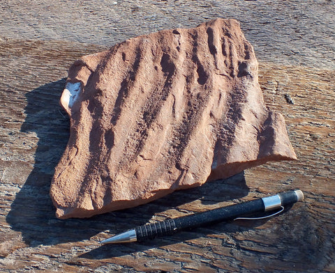 ripple marks – Geological Specimen Supply