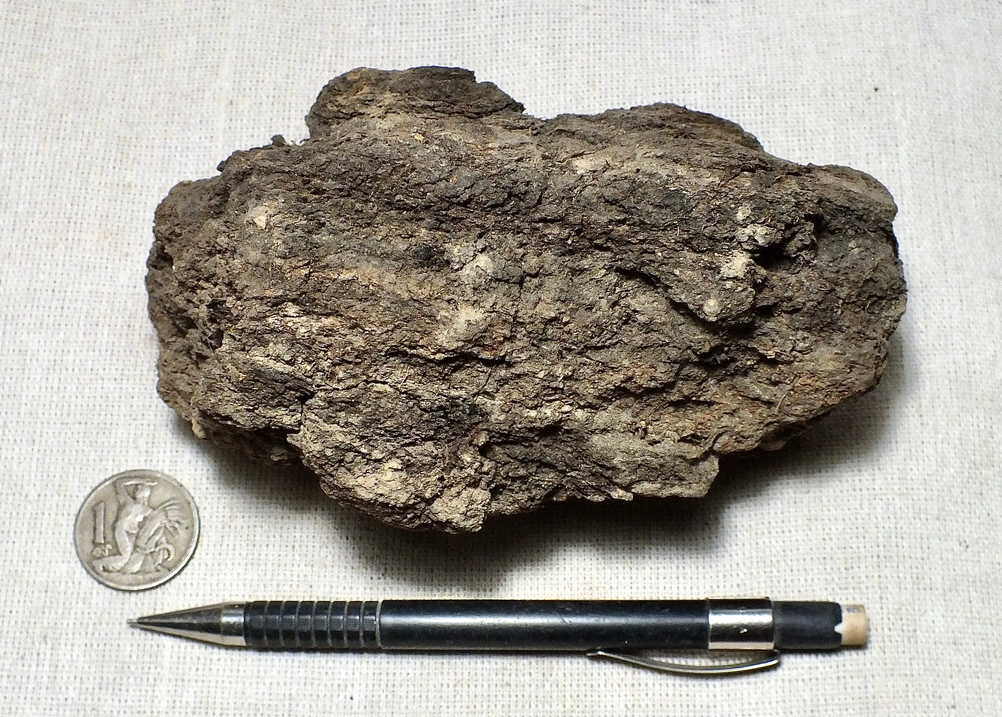 peat - hand/display specimen of peat from the San Andreas fault zone ...