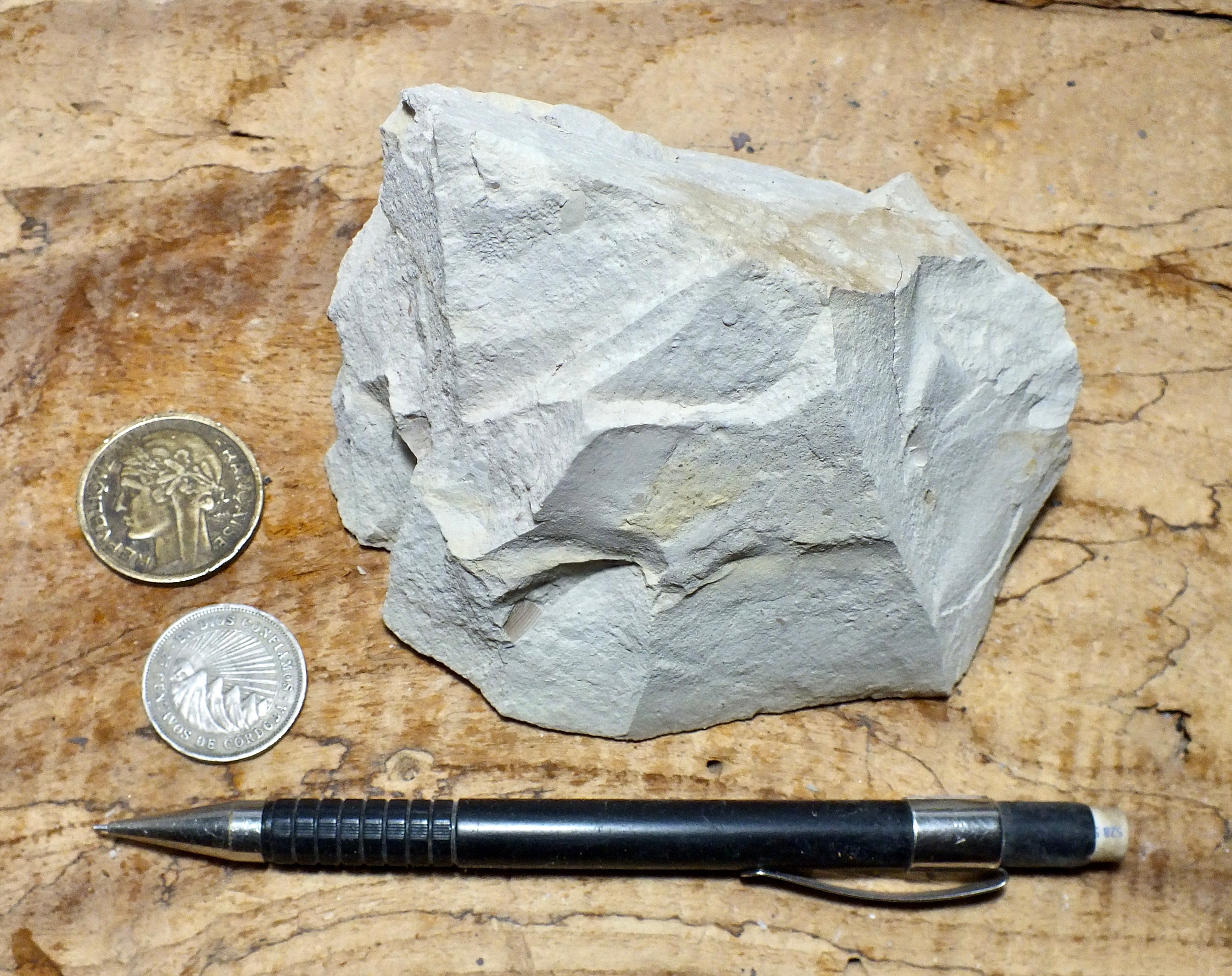 siltstone - tan siltstone from the Round Mountain Silt member of the T ...