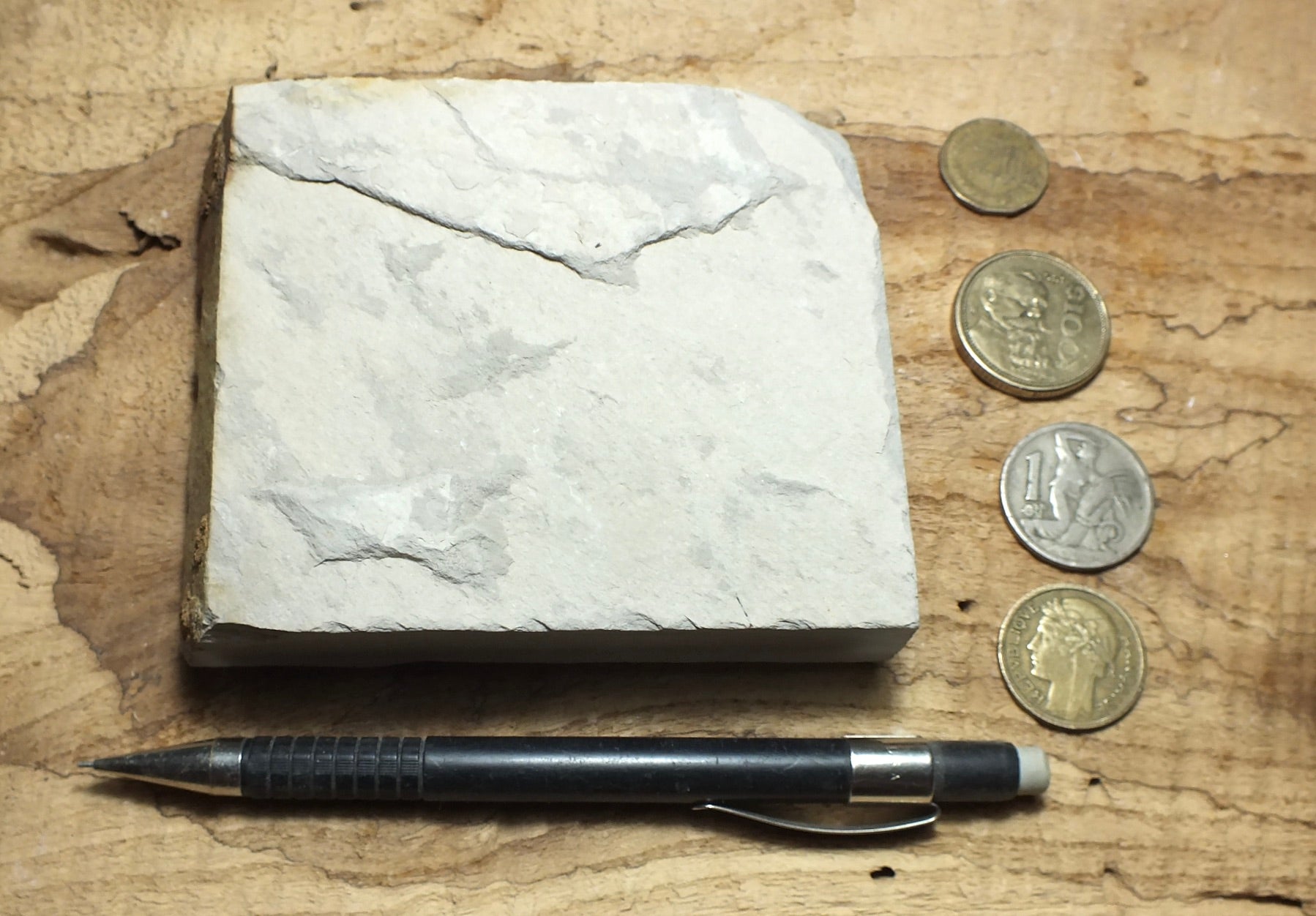 shale - siliceous McLure Shale member of the Miocene Monterey Formatio ...