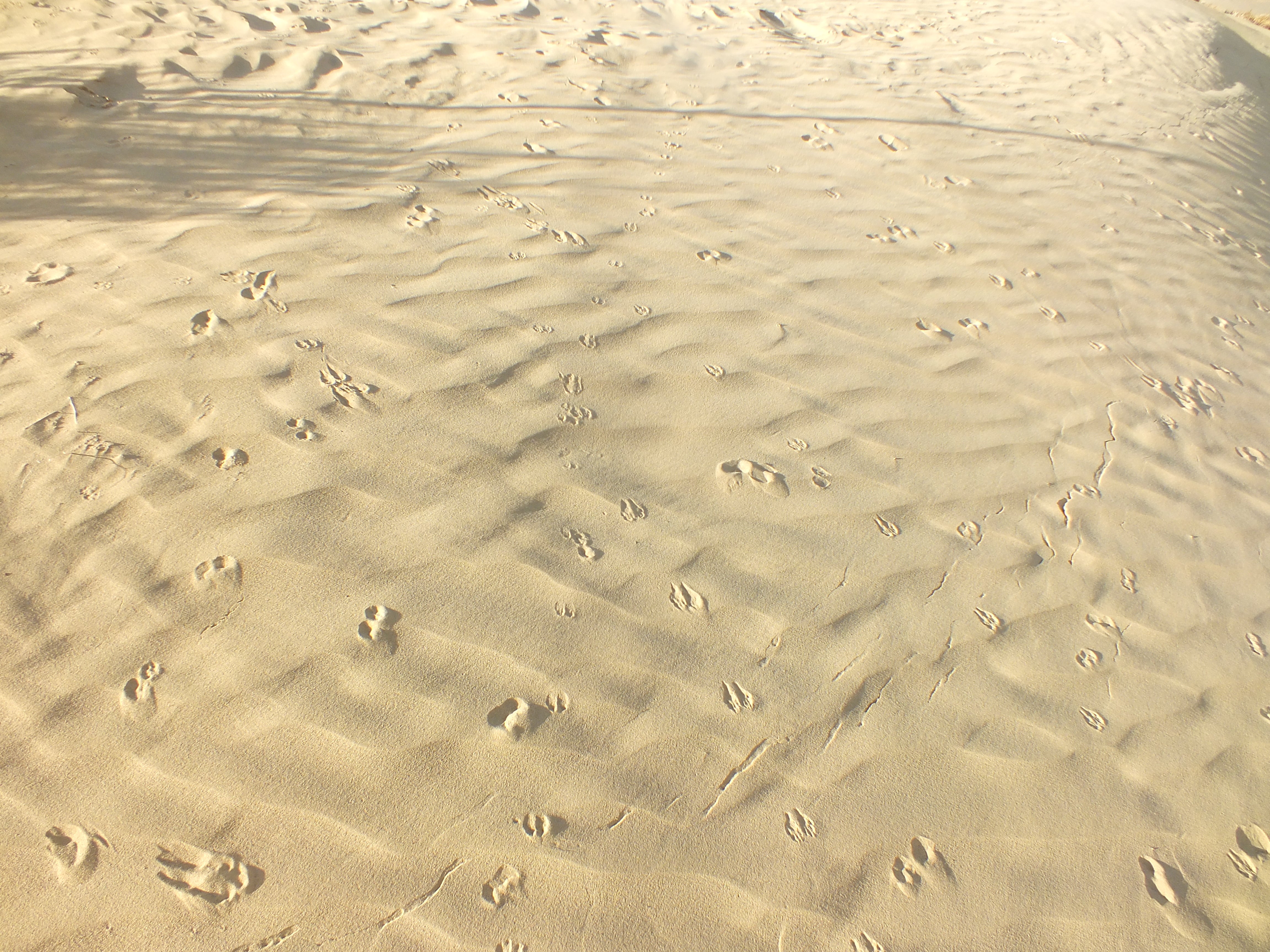 sand types – Geological Specimen Supply