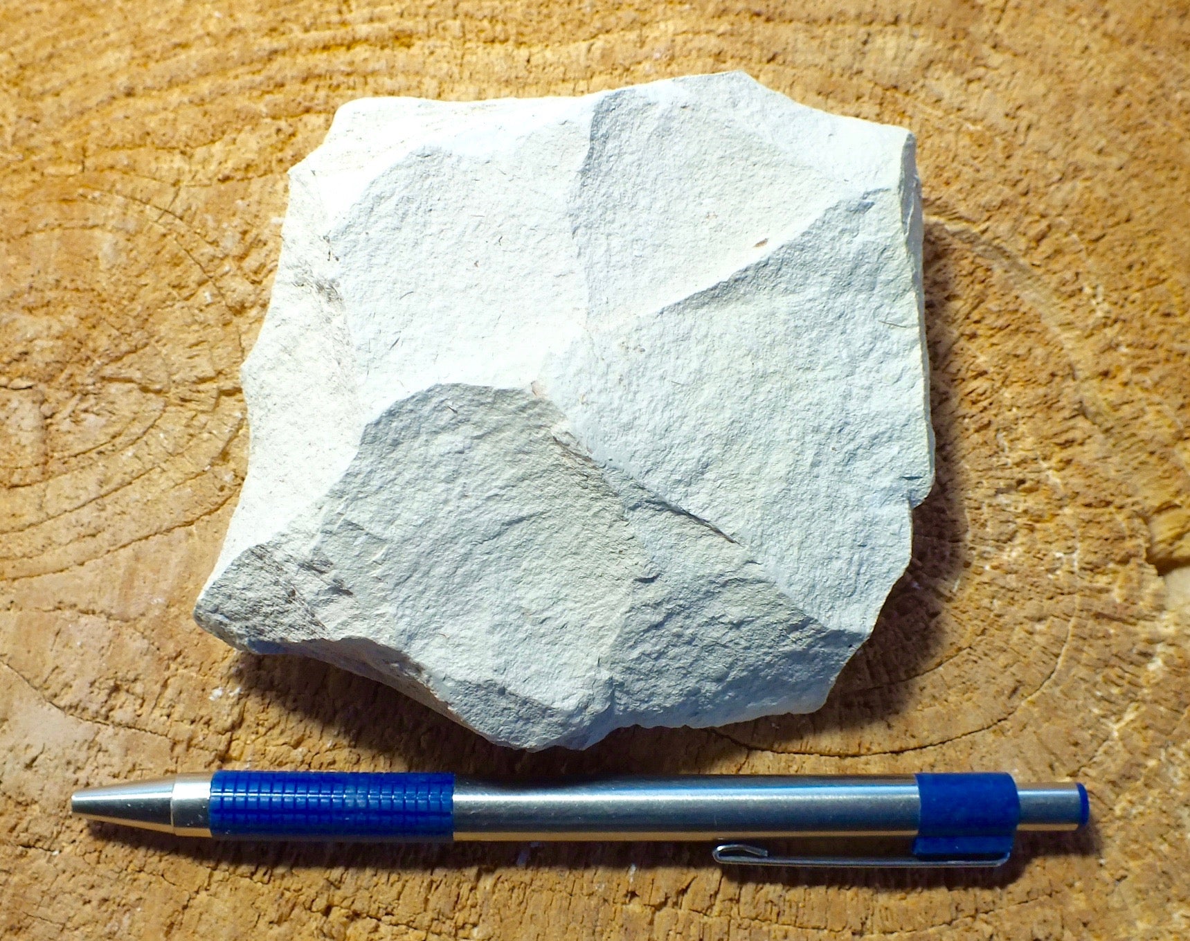 mudstone - teaching hand specimen of diatomaceous mudstone from the Si ...