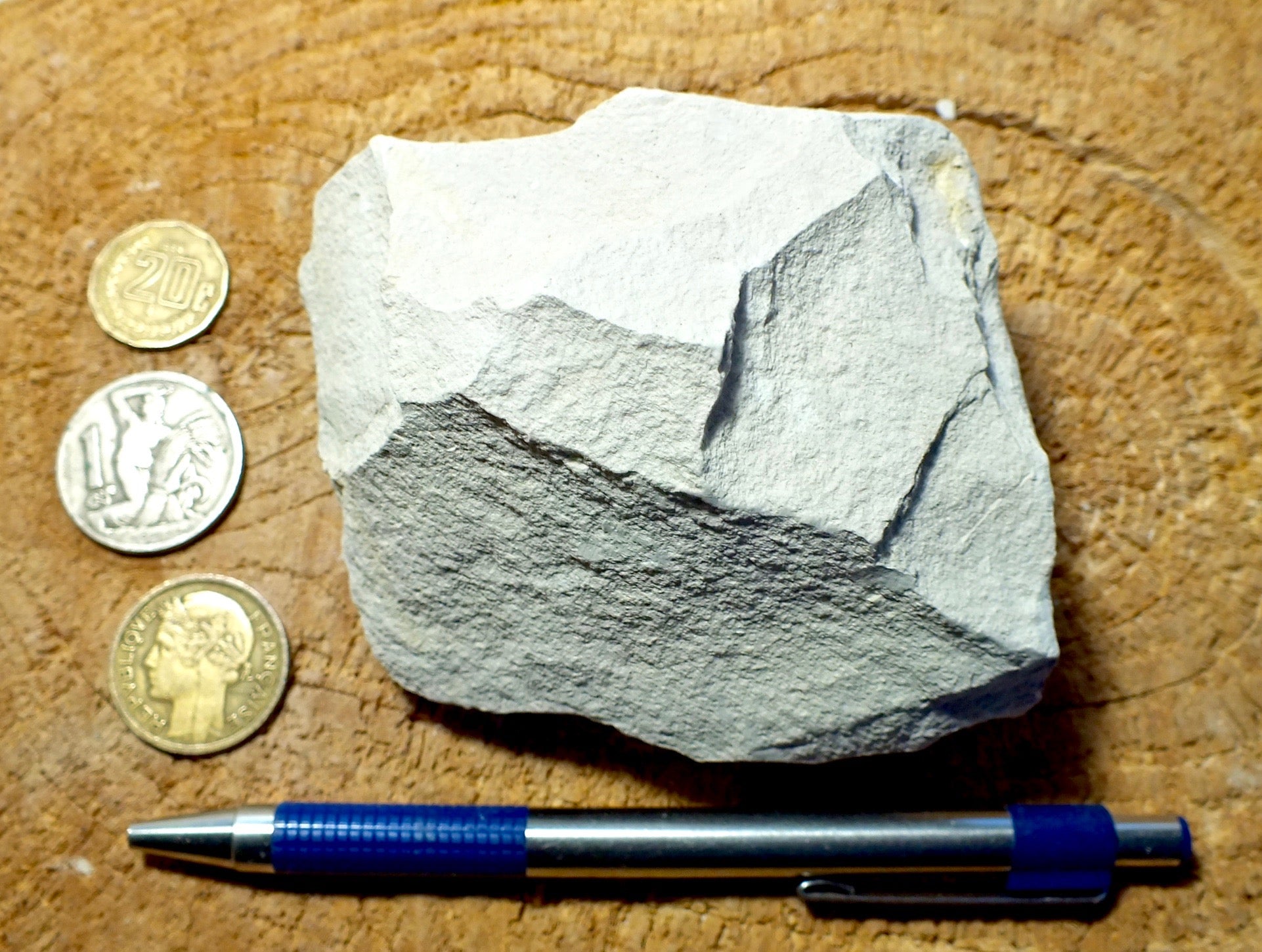 mudstone - teaching hand specimen of diatomaceous mudstone from the Si ...