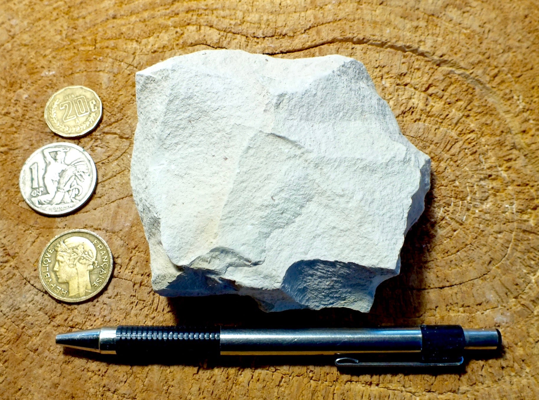 mudstone - teaching hand specimen of diatomaceous mudstone from the Si ...