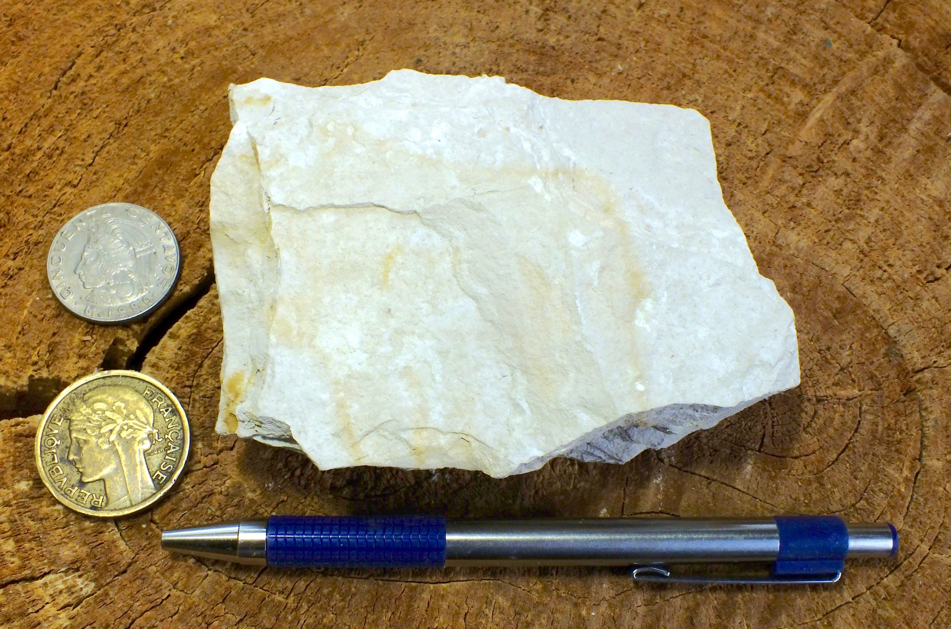 shale - teaching hand specimen of light tan diatomaceous shale from th ...