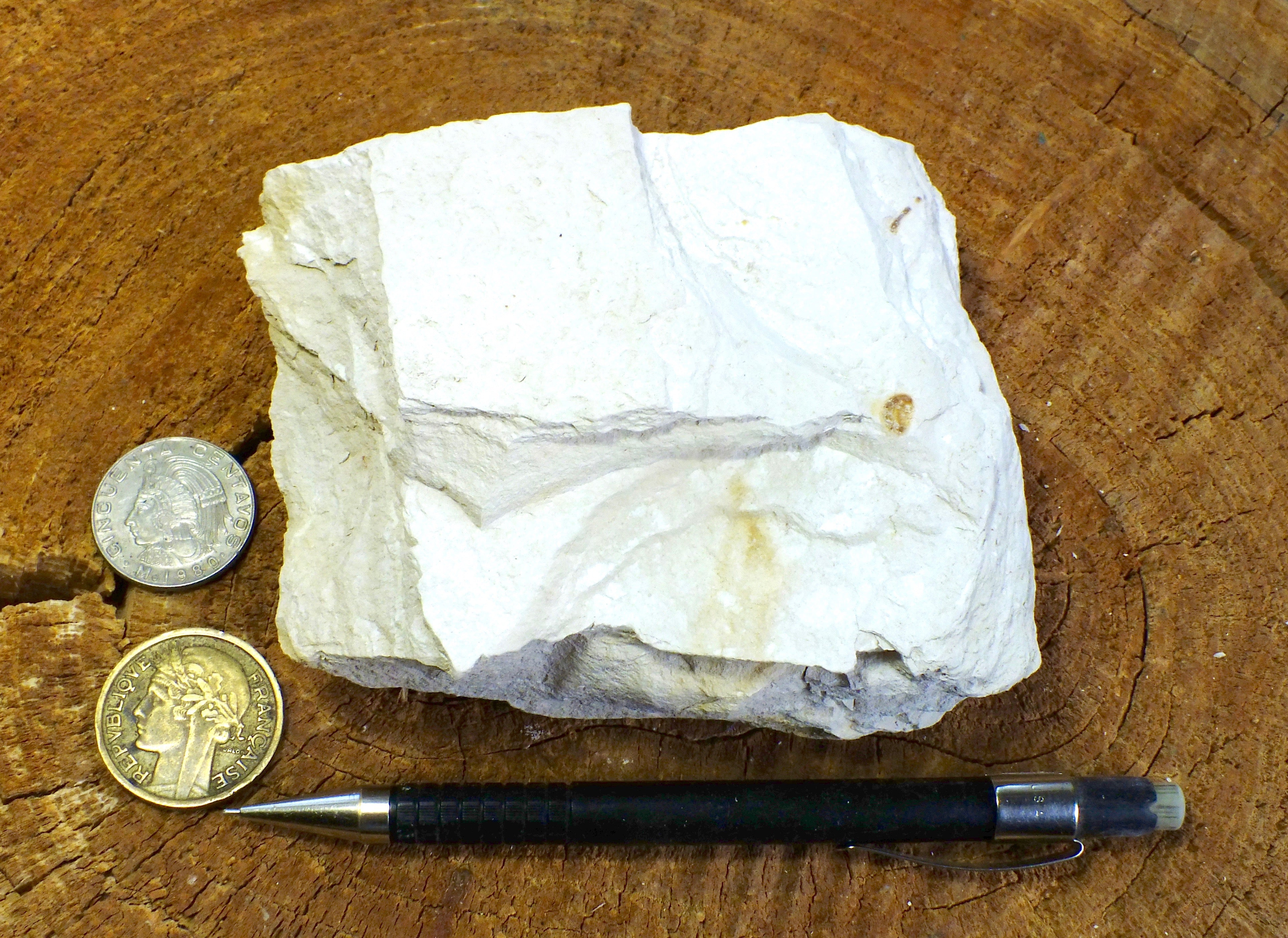shale - teaching hand specimen of light tan diatomaceous shale from th ...