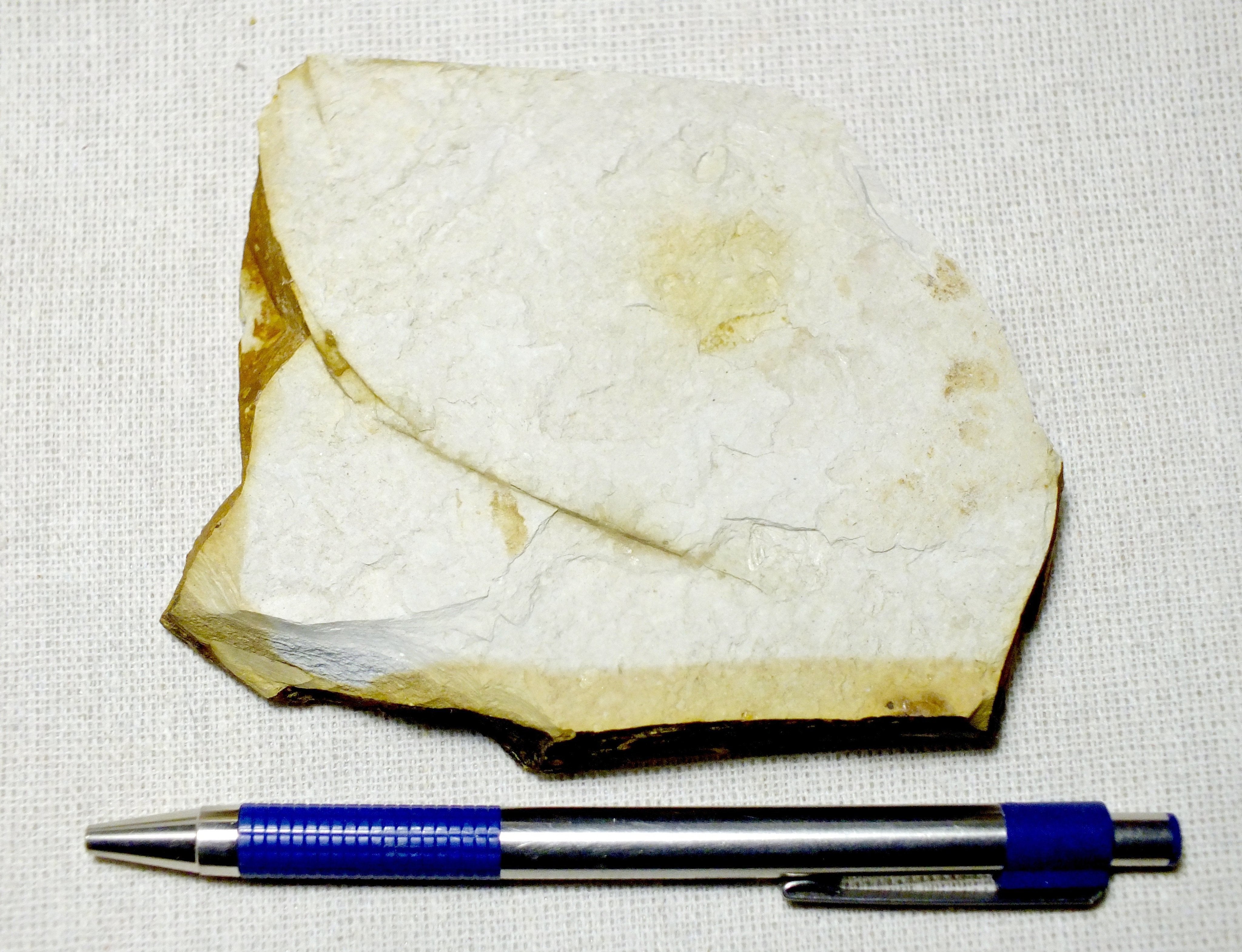 shale - tan siliceous Altamira Shale from the Miocene of California ...