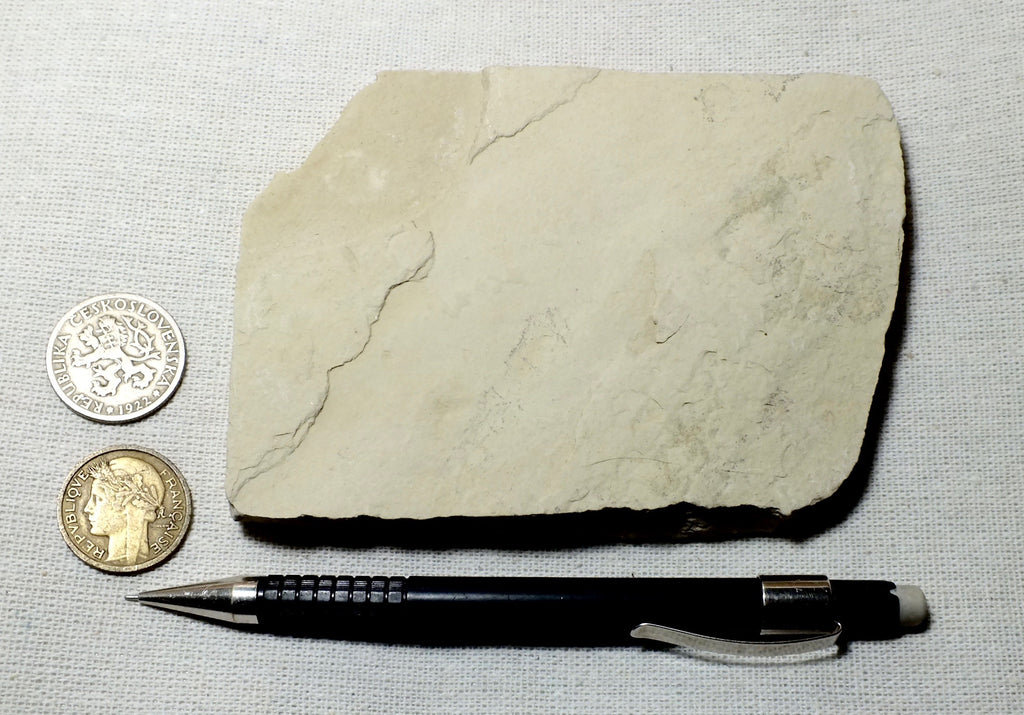 shale - teaching hand specimen of a Jurassic tan limey shale from the ...