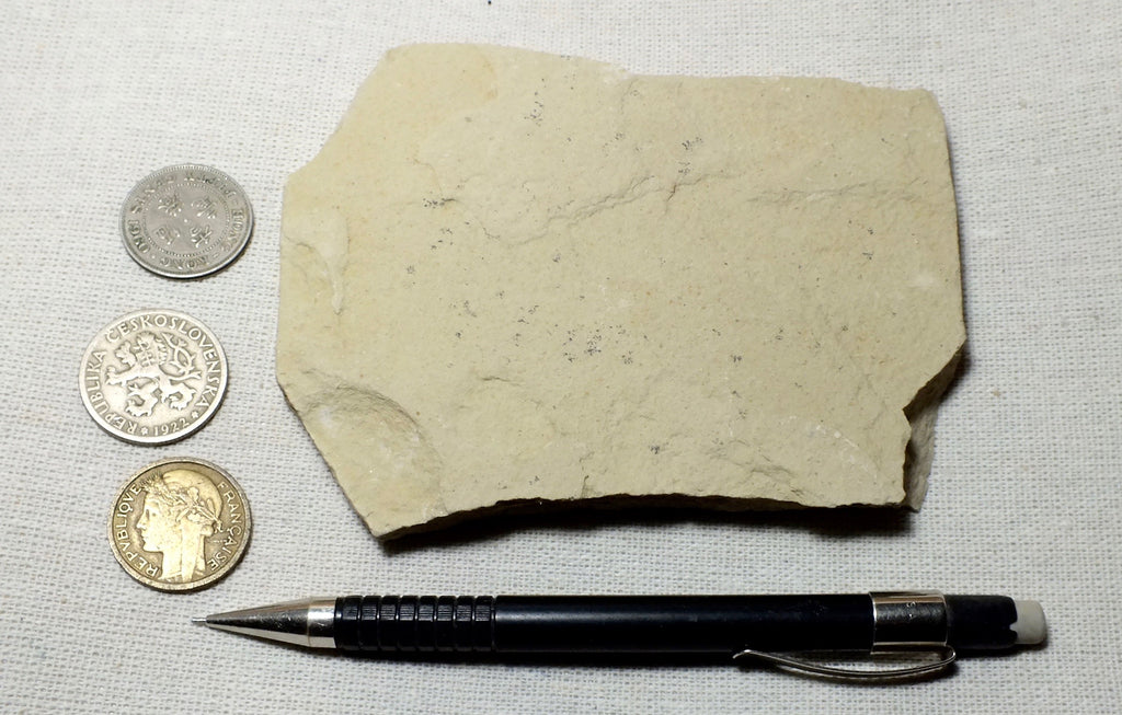 shale - teaching hand specimen of a Jurassic tan limey shale from the ...